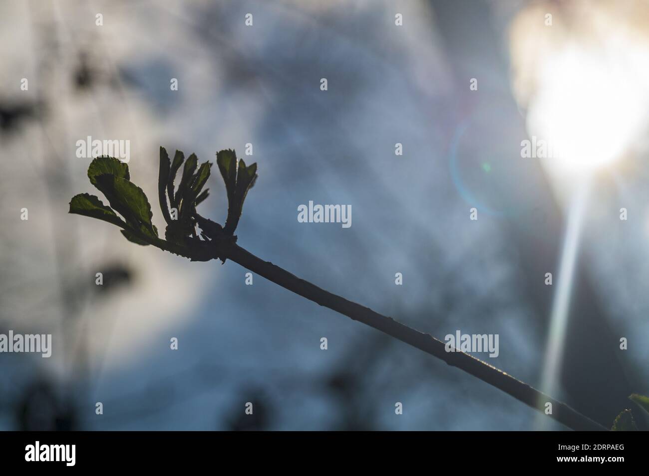 The spring comes and the blossom out Stock Photo - Alamy