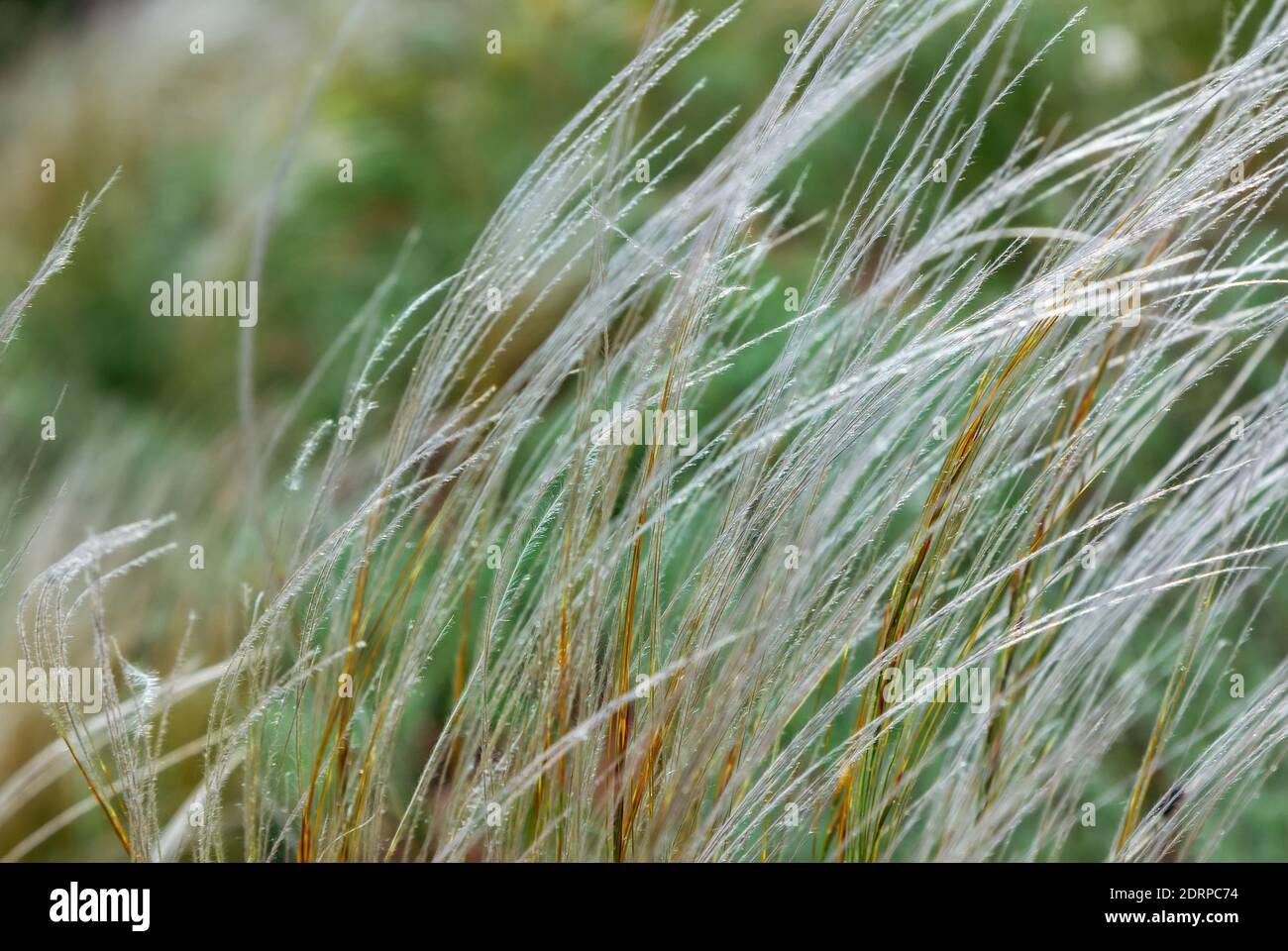 Needle grass hi-res stock photography and images - Alamy