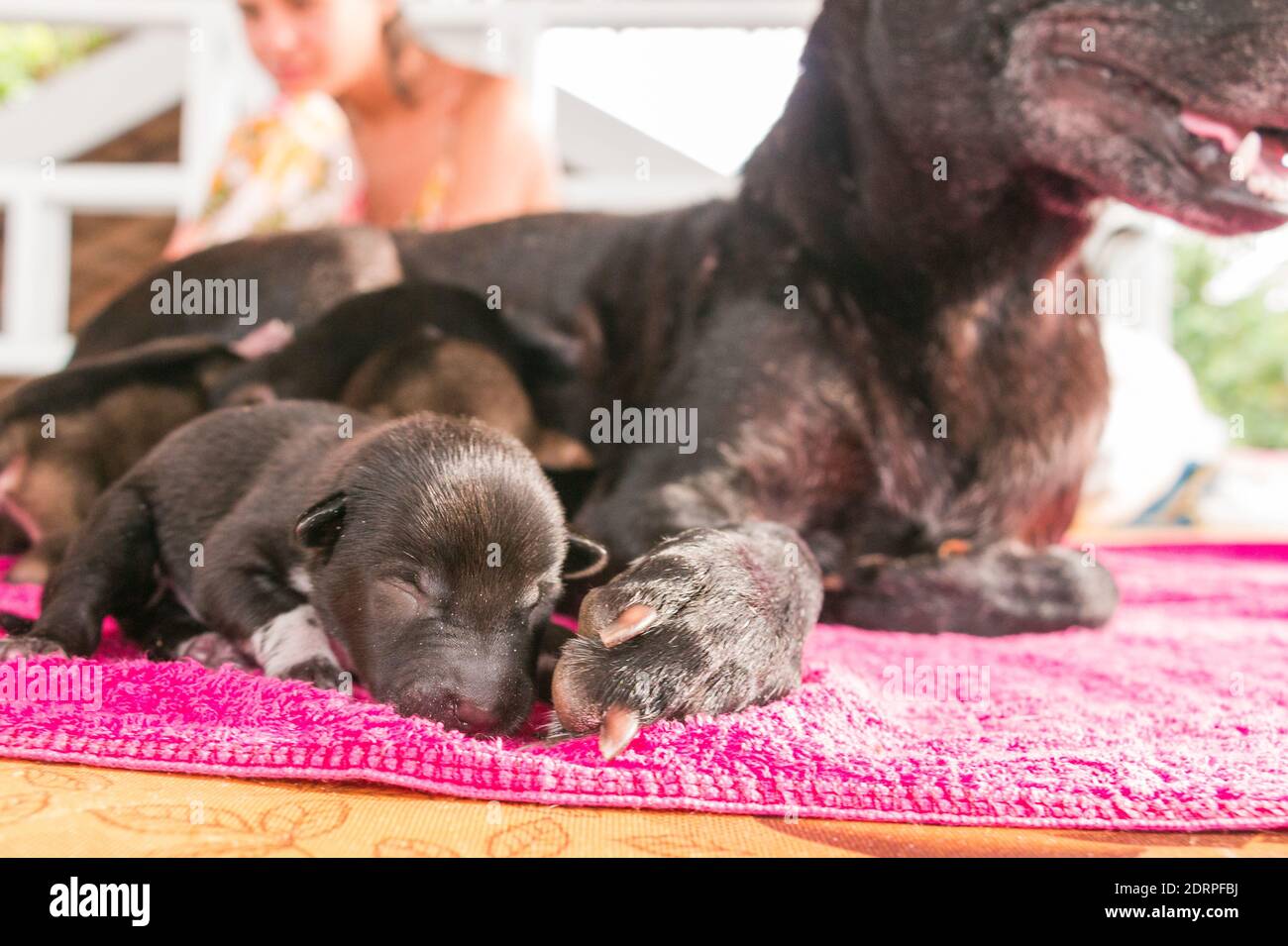Mama dog puppies hi-res stock photography and images - Alamy