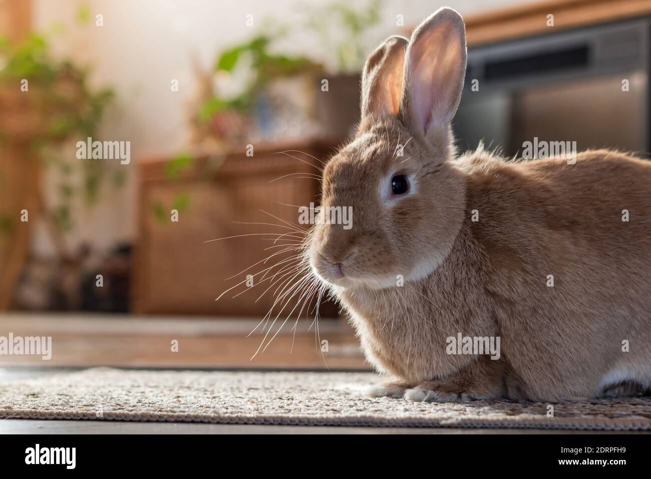 Rufus bunny rabbit poses left in home warm tones mature house rabbit ...