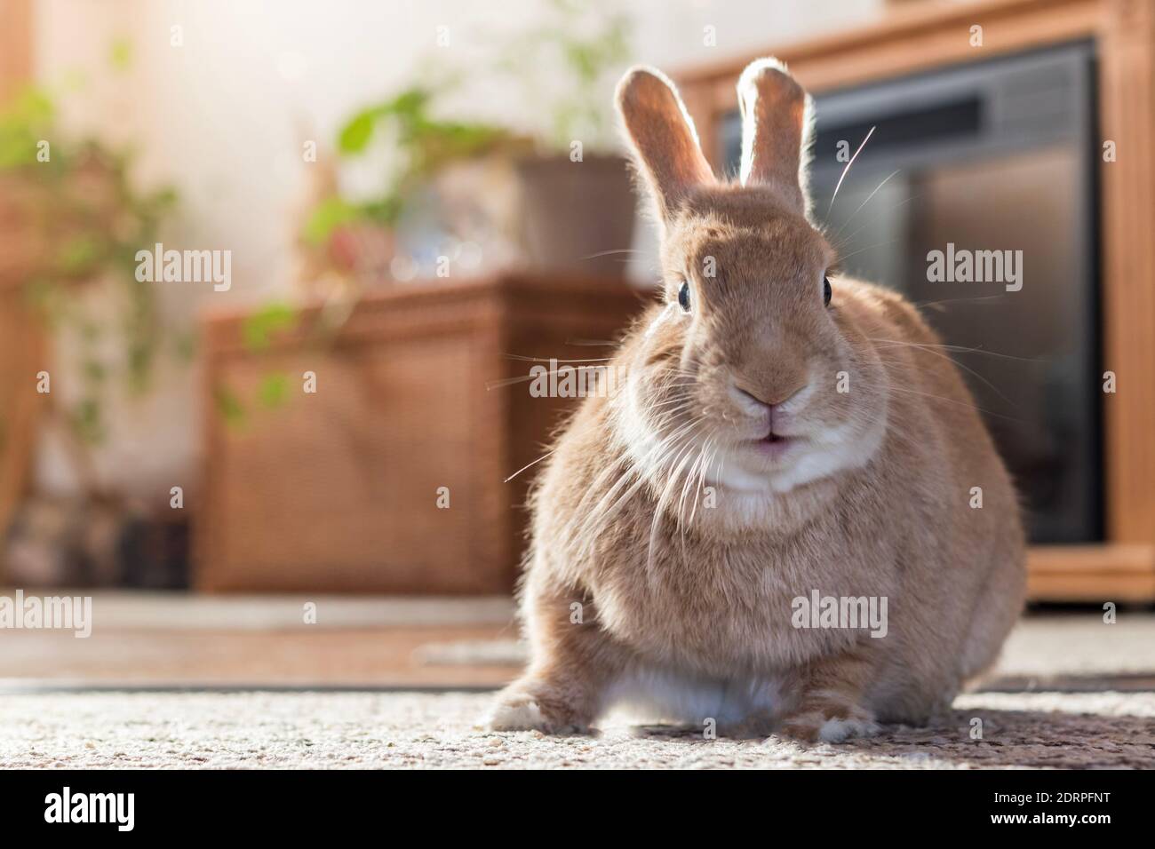 Adorable rufus bunny rabbit hi-res stock photography and images - Alamy