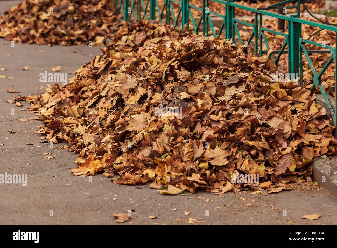 Autumn leaves in beautiful fall, heap of dry leaves in autumn time ...