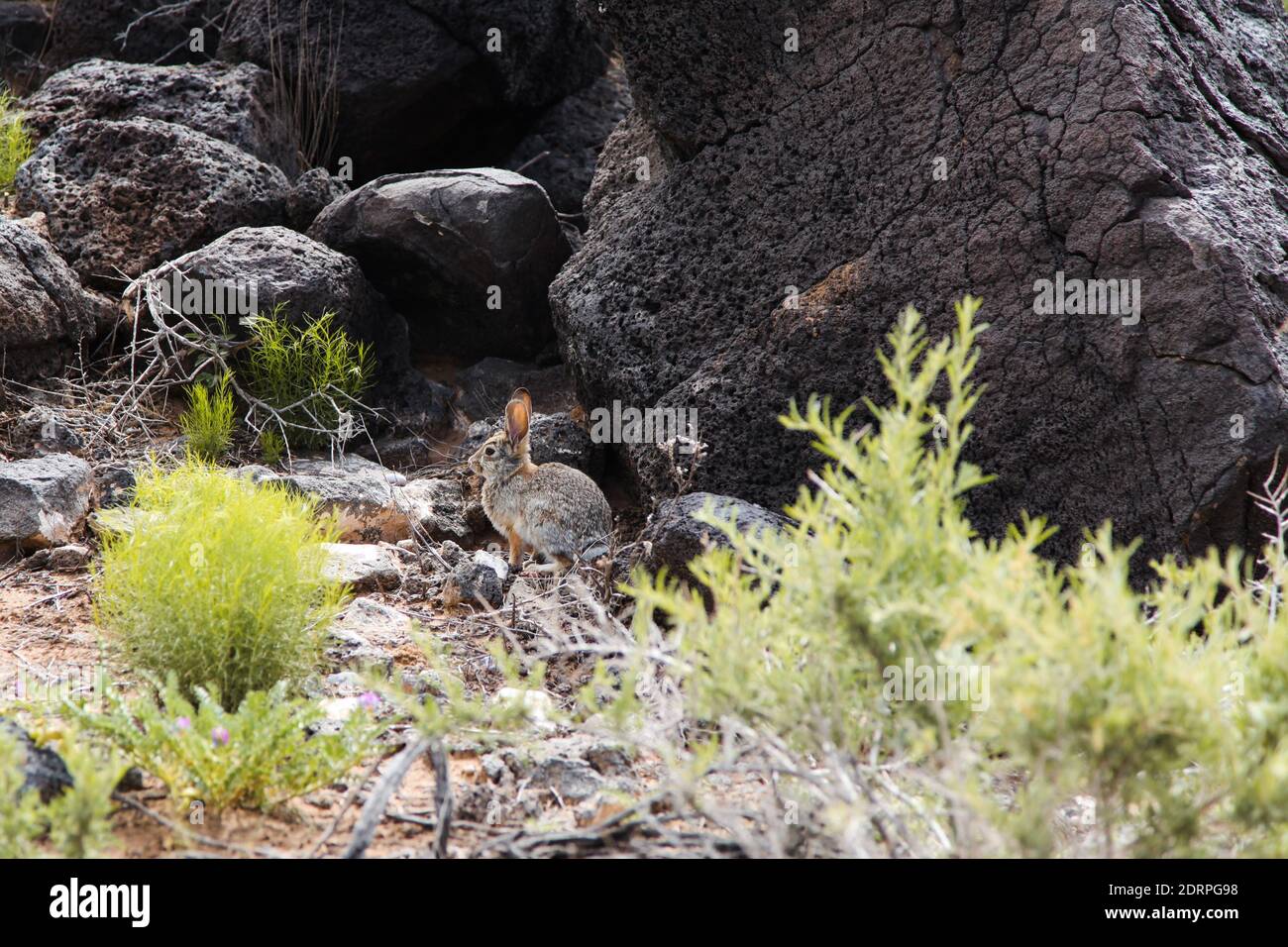 wild rabbit at the Petroglyph National Monument, Western Trail ...