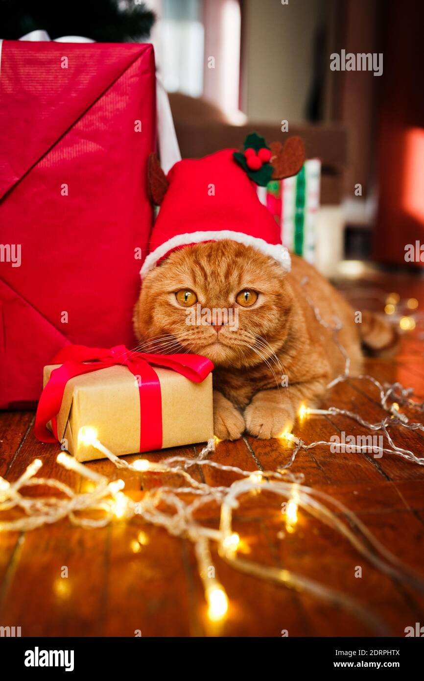 Funny ginger cat in santa hat lying near gifts and christmas tree ...