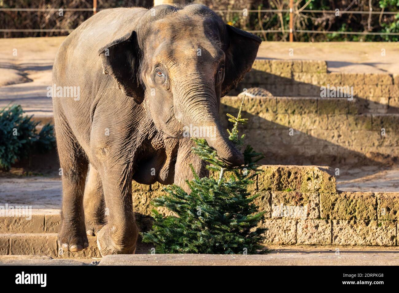 Hanover zoo christmas hi-res stock photography and images - Alamy