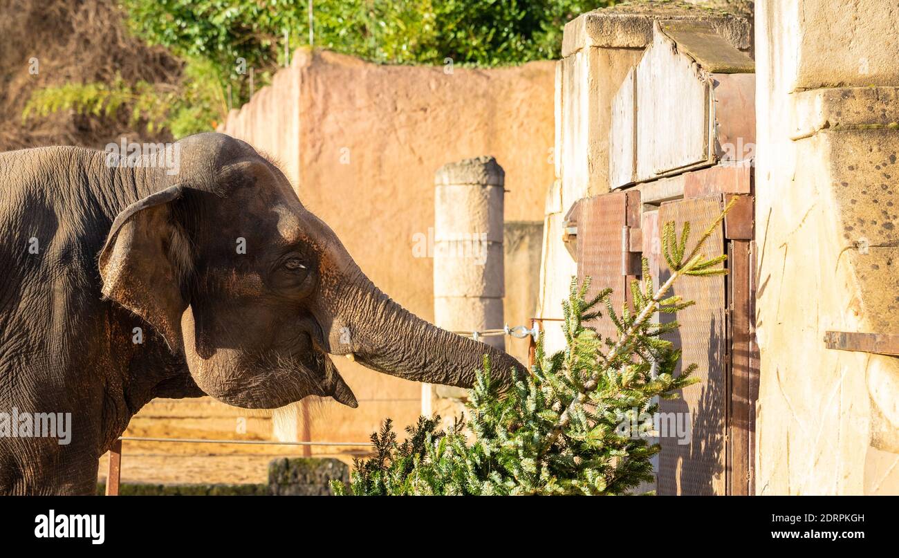 Hanover zoo christmas hi-res stock photography and images - Alamy