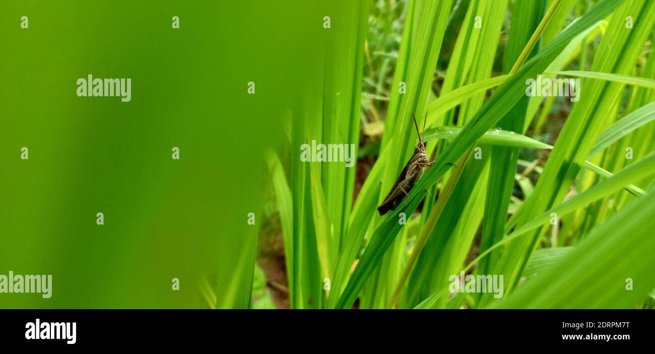 Mating locusts hi-res stock photography and images - Alamy