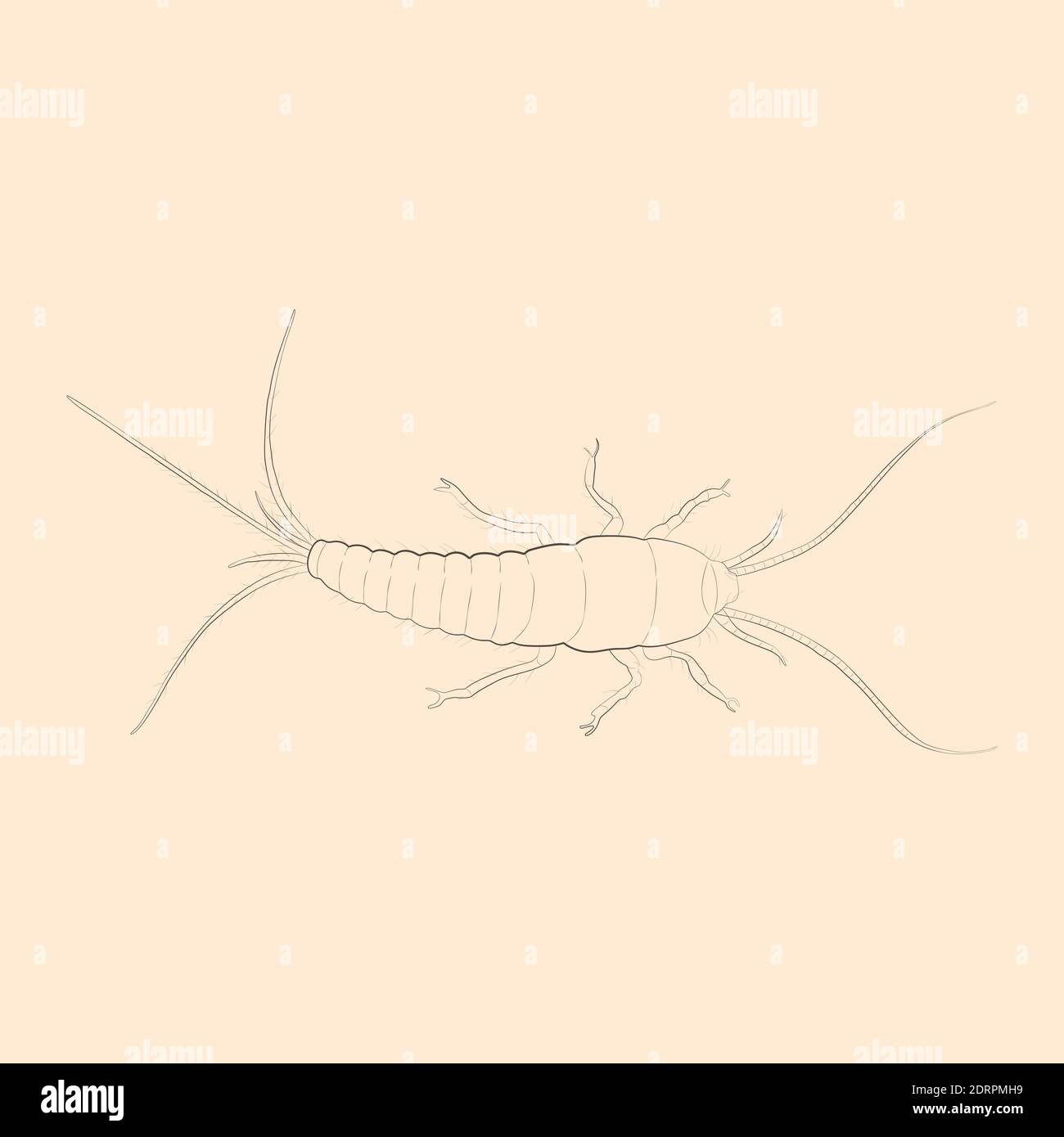 Silverfish vintage Stock Vector Images - Alamy