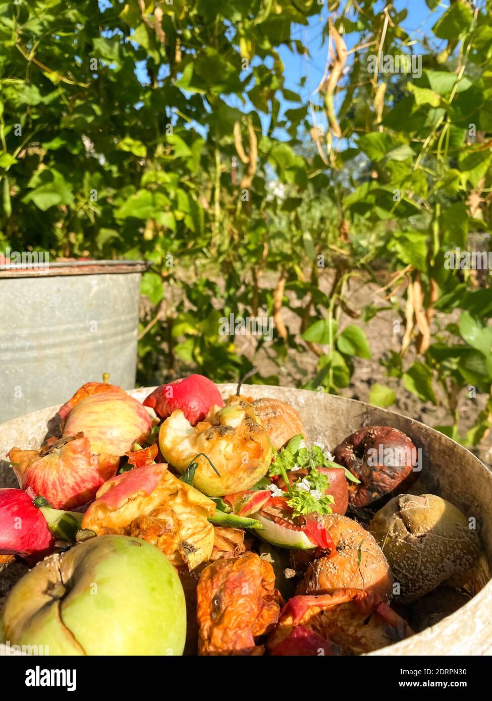 Organic biodegradable waste container with food waste and vegetable ...