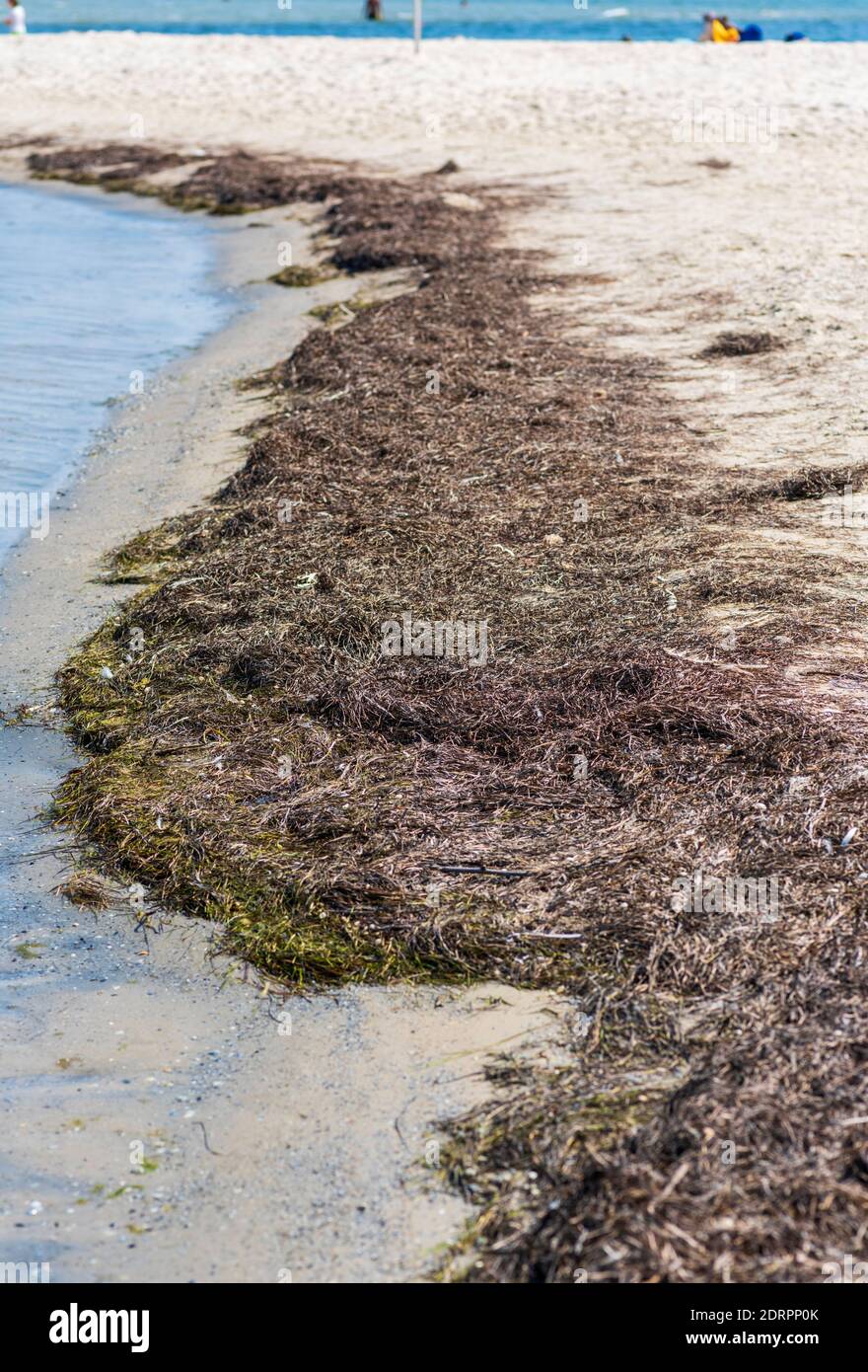 Dry seaweeds hi-res stock photography and images - Alamy