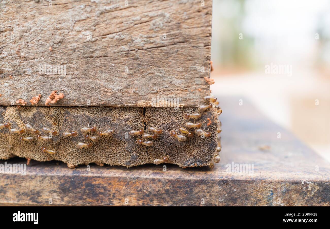 Decline of insects hi-res stock photography and images - Alamy
