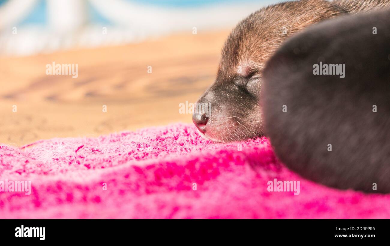 One week old puppies with mother dog Stock Photo - Alamy
