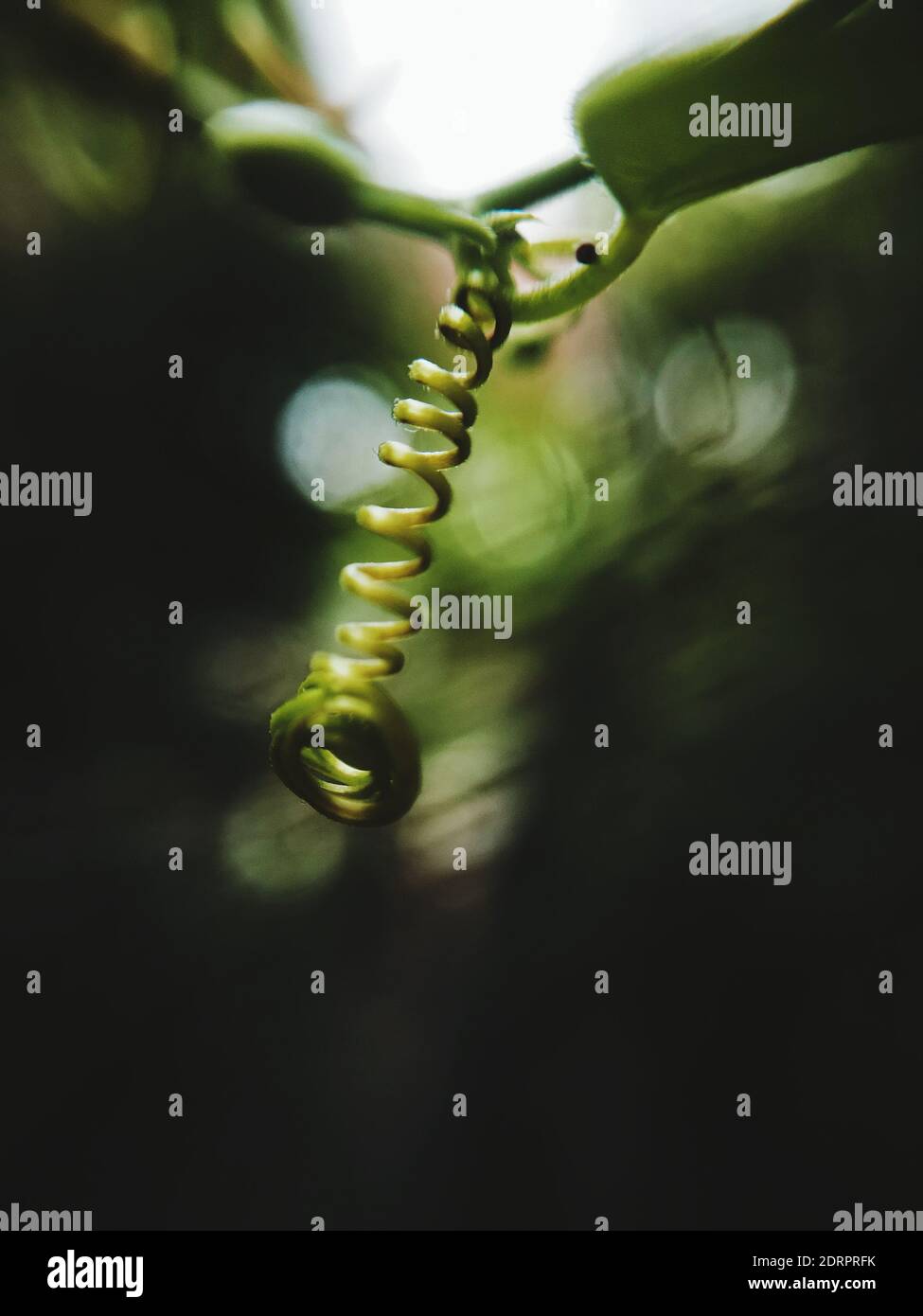 Malaysia fiji hi-res stock photography and images - Alamy