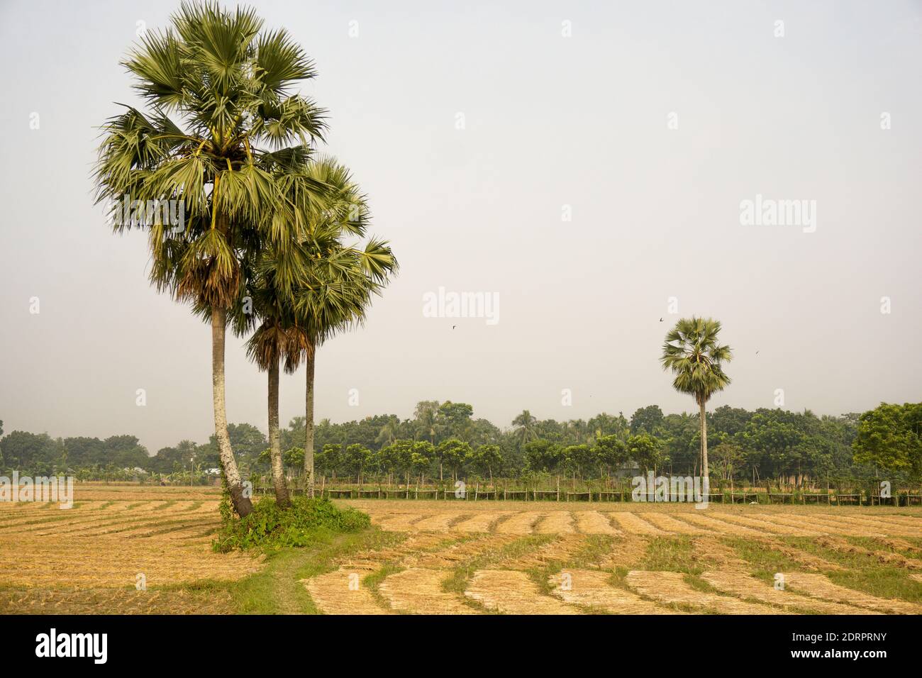An beautiful Natural landscape of the Bangladesh. Bangladesh Rice ...