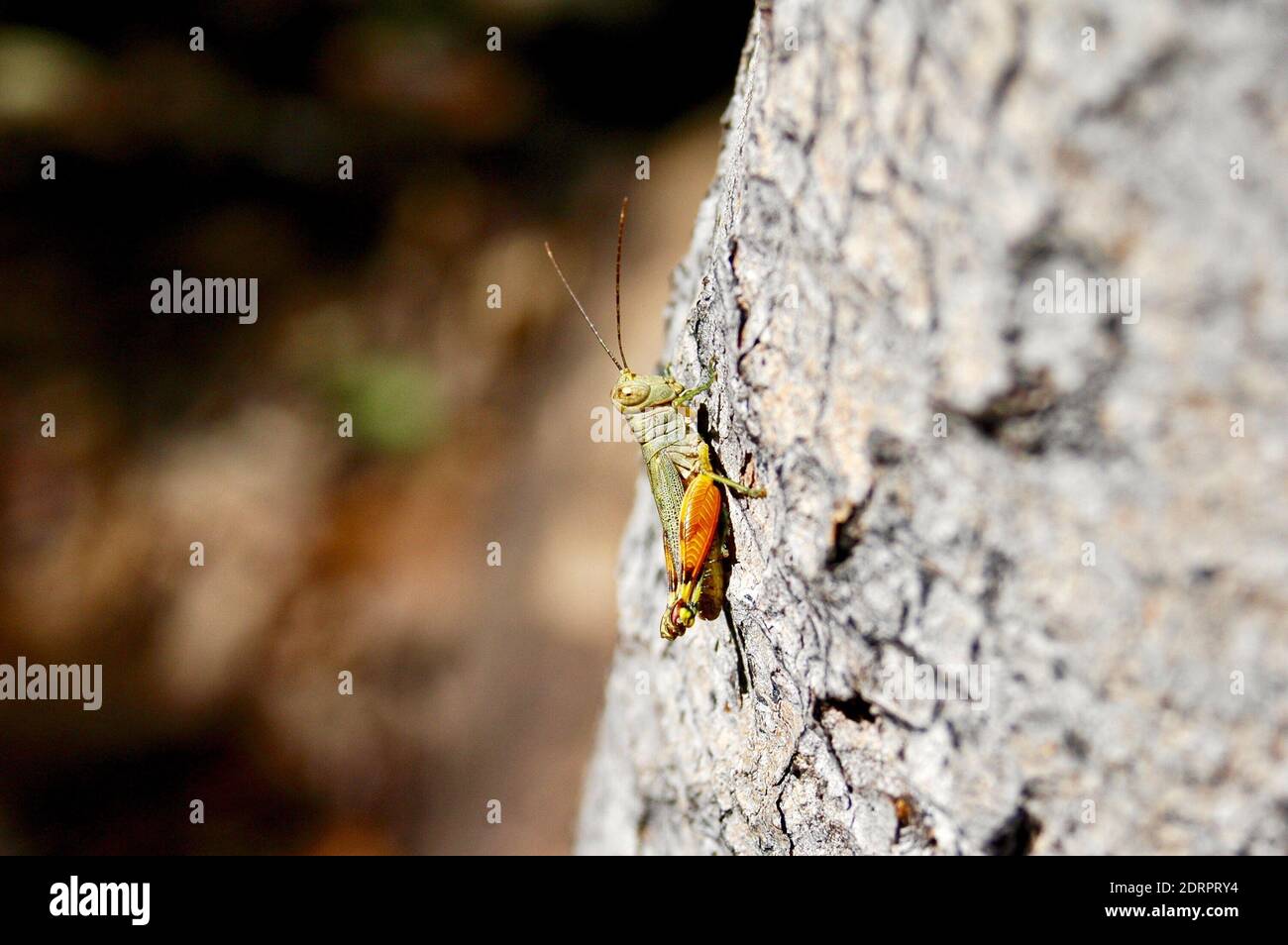 Leichhardt grasshopper hi-res stock photography and images - Alamy Leichhardt grasshopper hi-res stock photography and images - Alamy