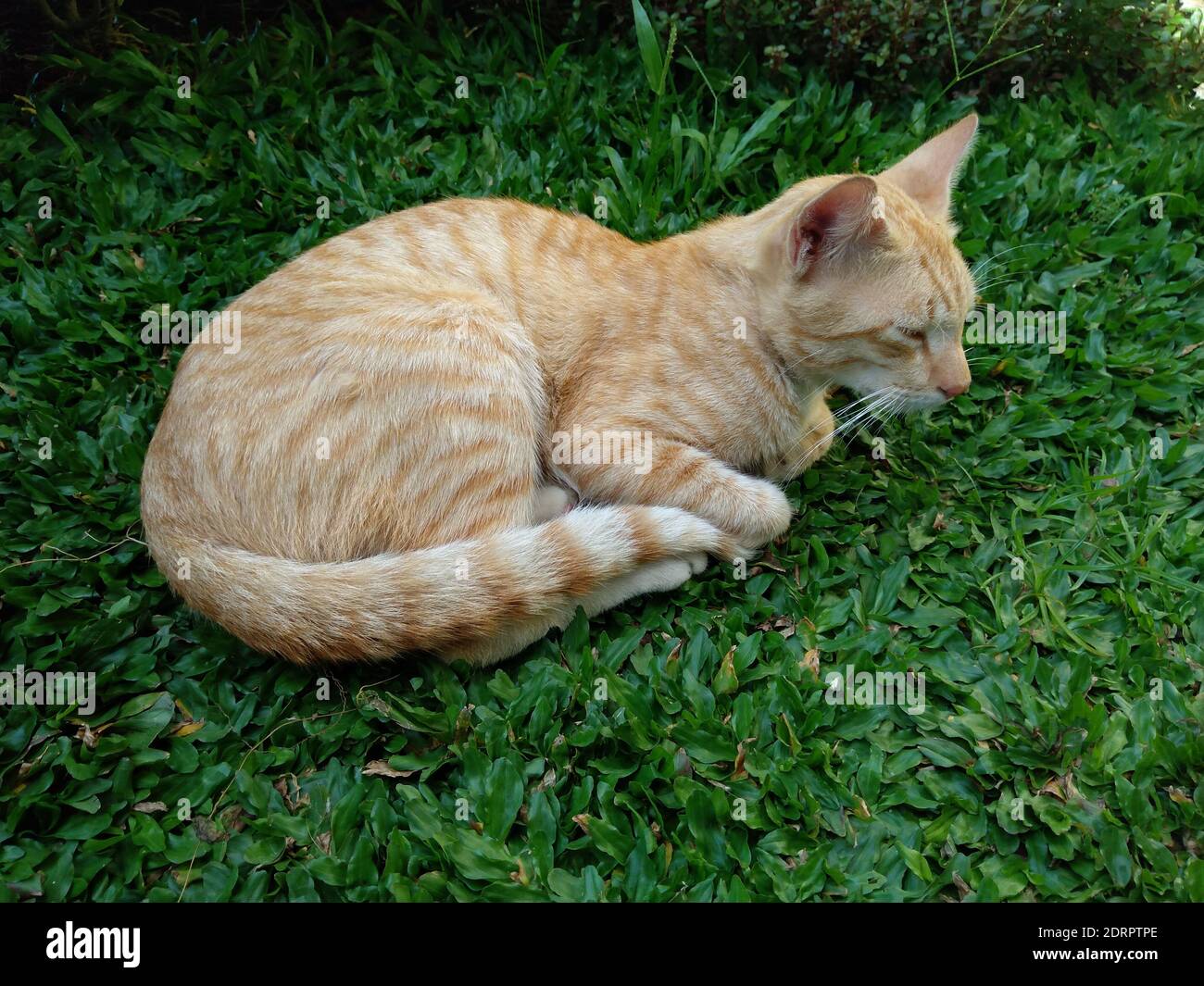 a cute orange cat lying on the green grass Stock Photo - Alamy