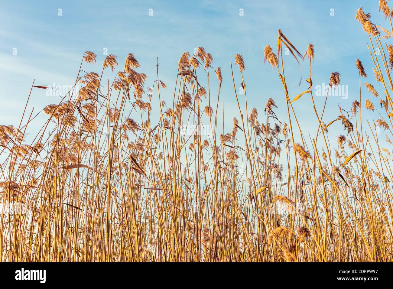 High reed against sunset sky hi-res stock photography and images - Alamy