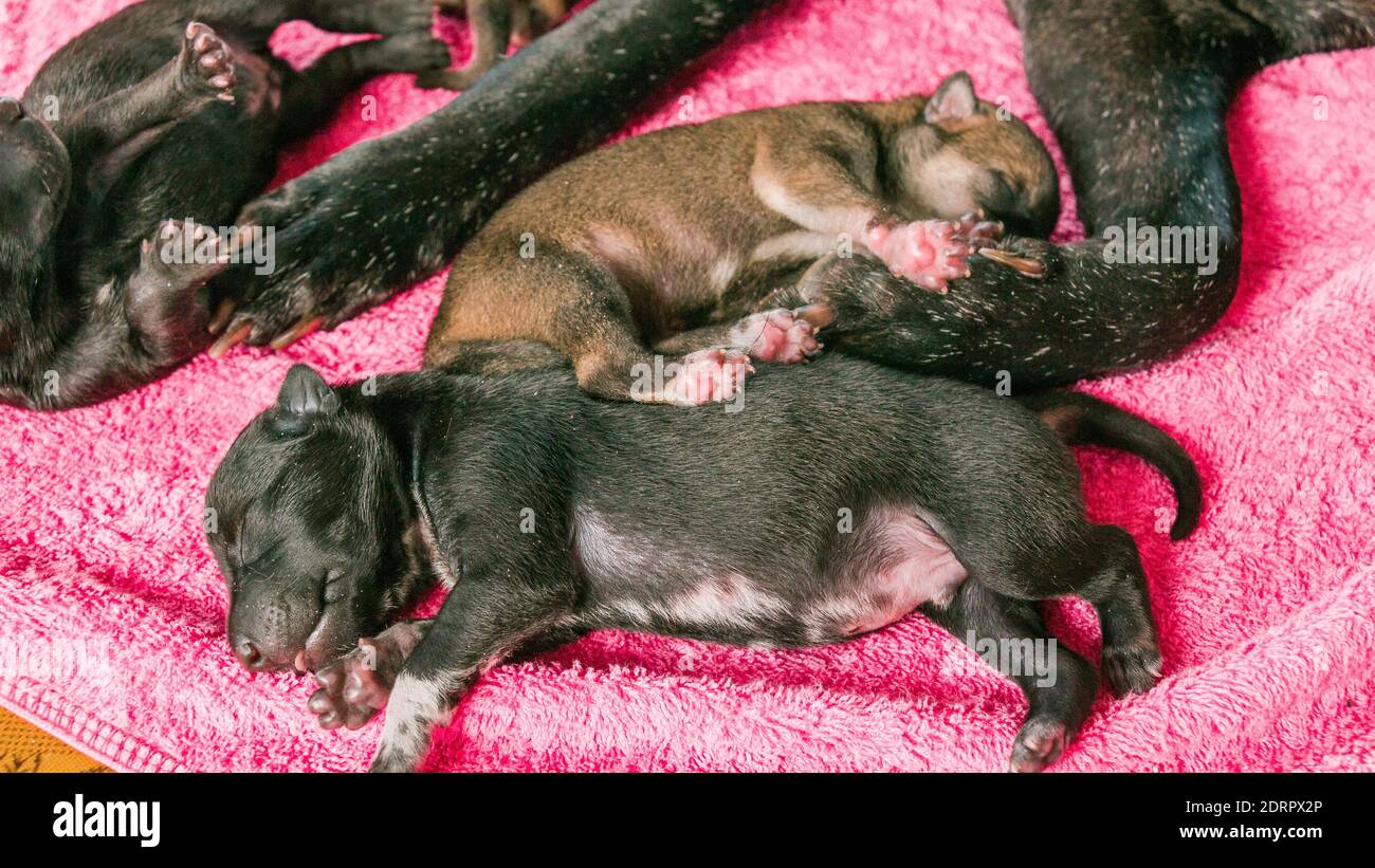 One week old puppies with mother dog Stock Photo - Alamy