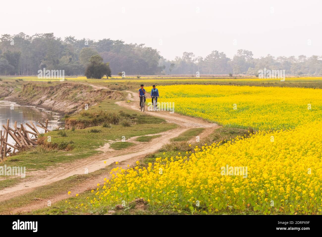Musterd plant field hi-res stock photography and images - Alamy