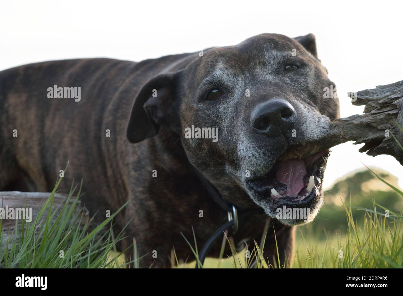 Staffordshire bull terrier teeth hi-res stock photography and images ...