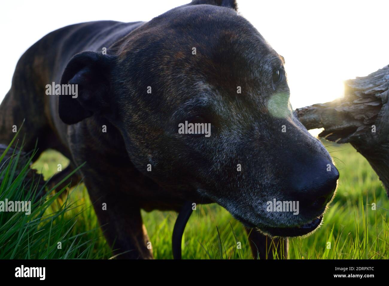 Staffordshire Bull Terrier Teeth High Resolution Stock Photography and ...