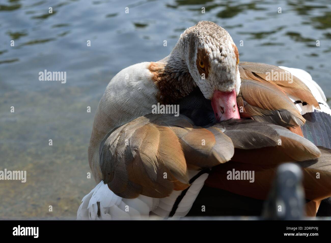 Egyptian Goose Preening Its Feathers Stock Photo - Alamy