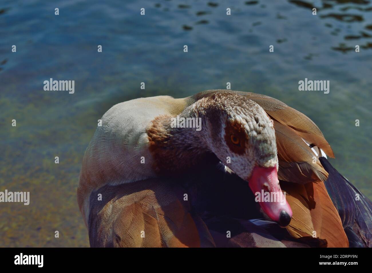 Egyptian Goose Preening Its Feathers Stock Photo - Alamy