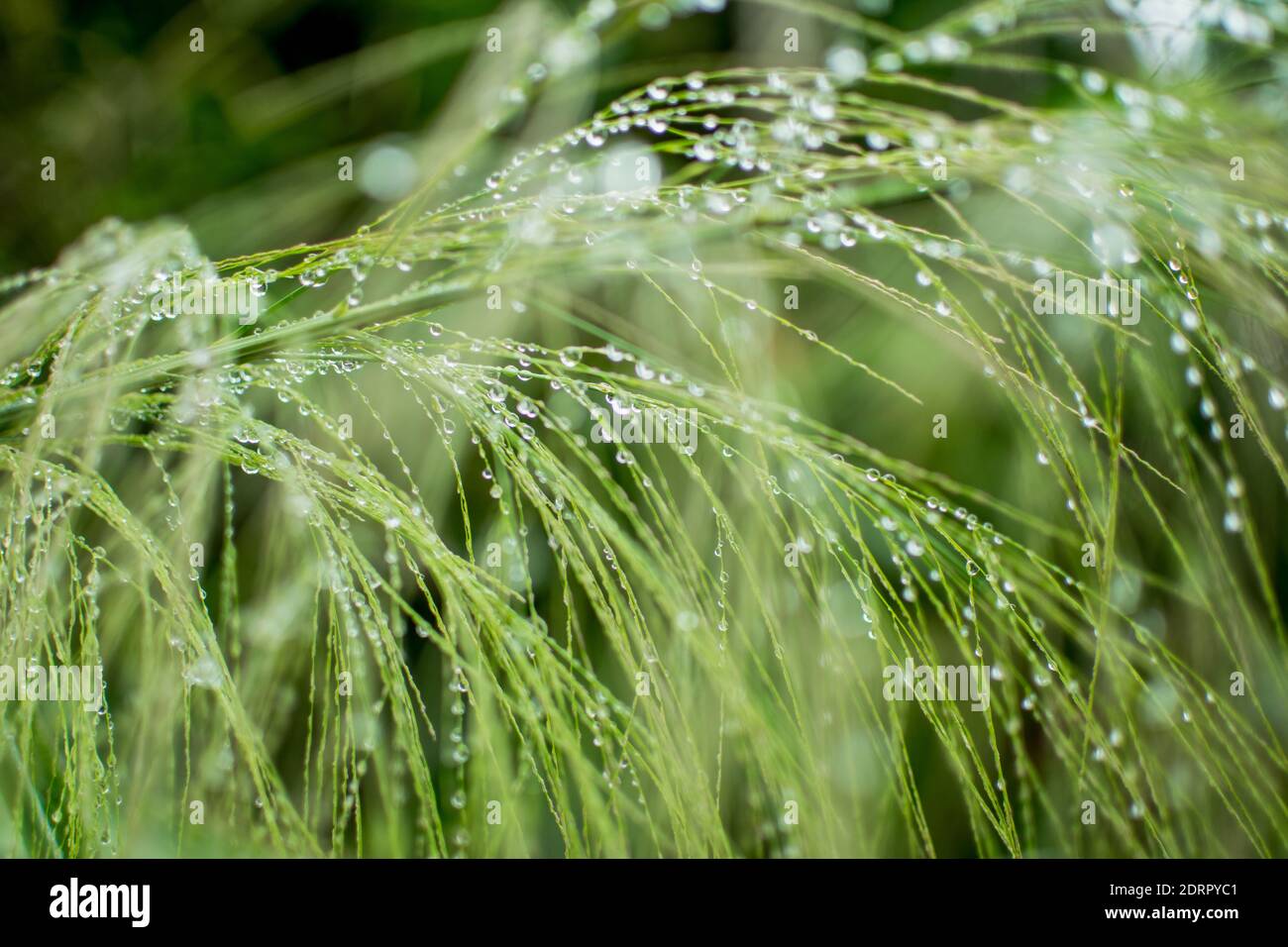Wet season chiang mai hi-res stock photography and images - Alamy