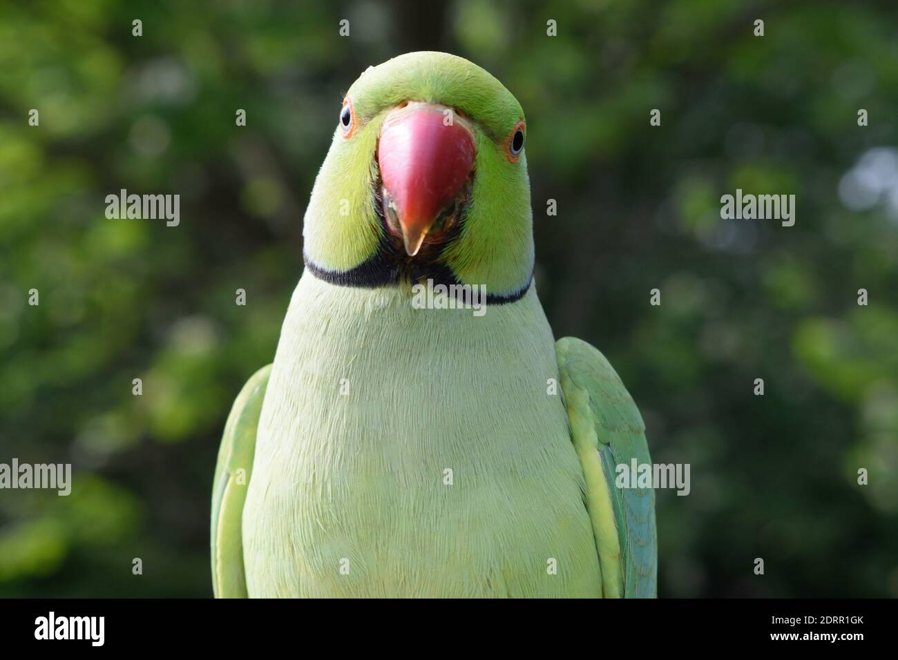 Portrait of Male Feral Rose-Ringed Parakeet in London Stock Photo - Alamy
