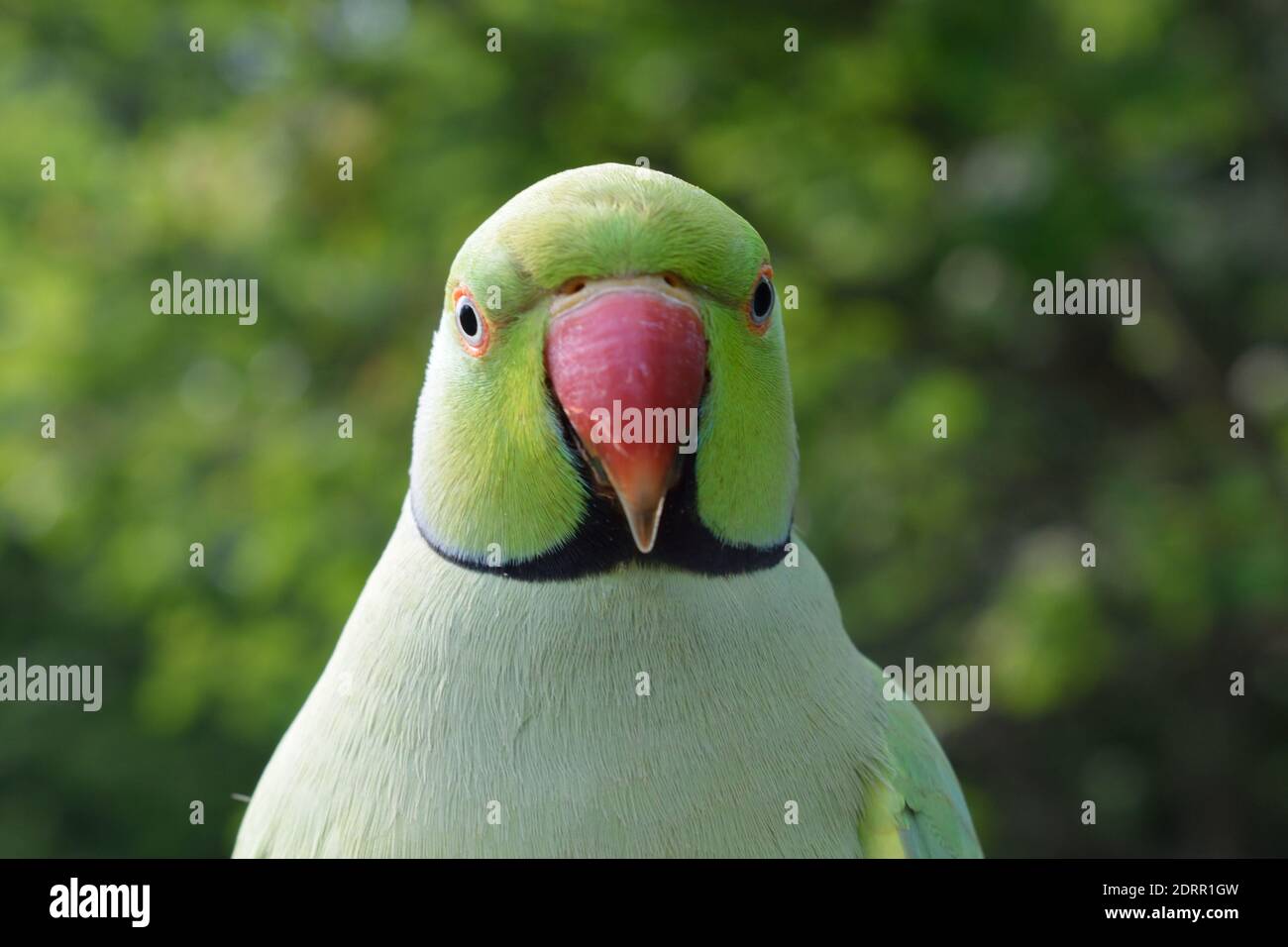 Portrait of Male Feral Rose-Ringed Parakeet in London Stock Photo - Alamy