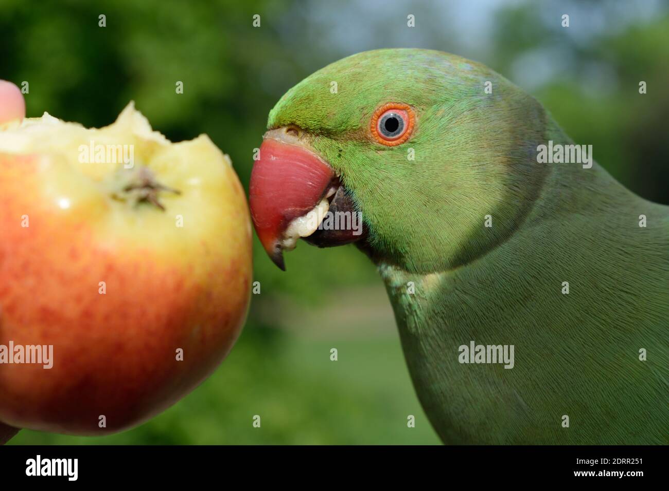 Parrot eating apple hi-res stock photography and images - Alamy