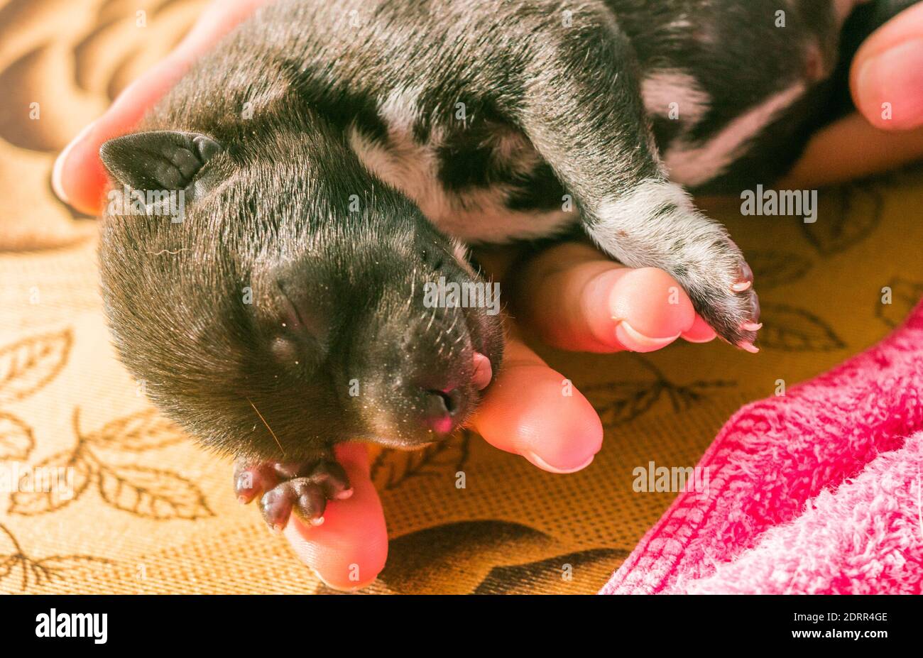 One week old puppies with mother dog Stock Photo - Alamy