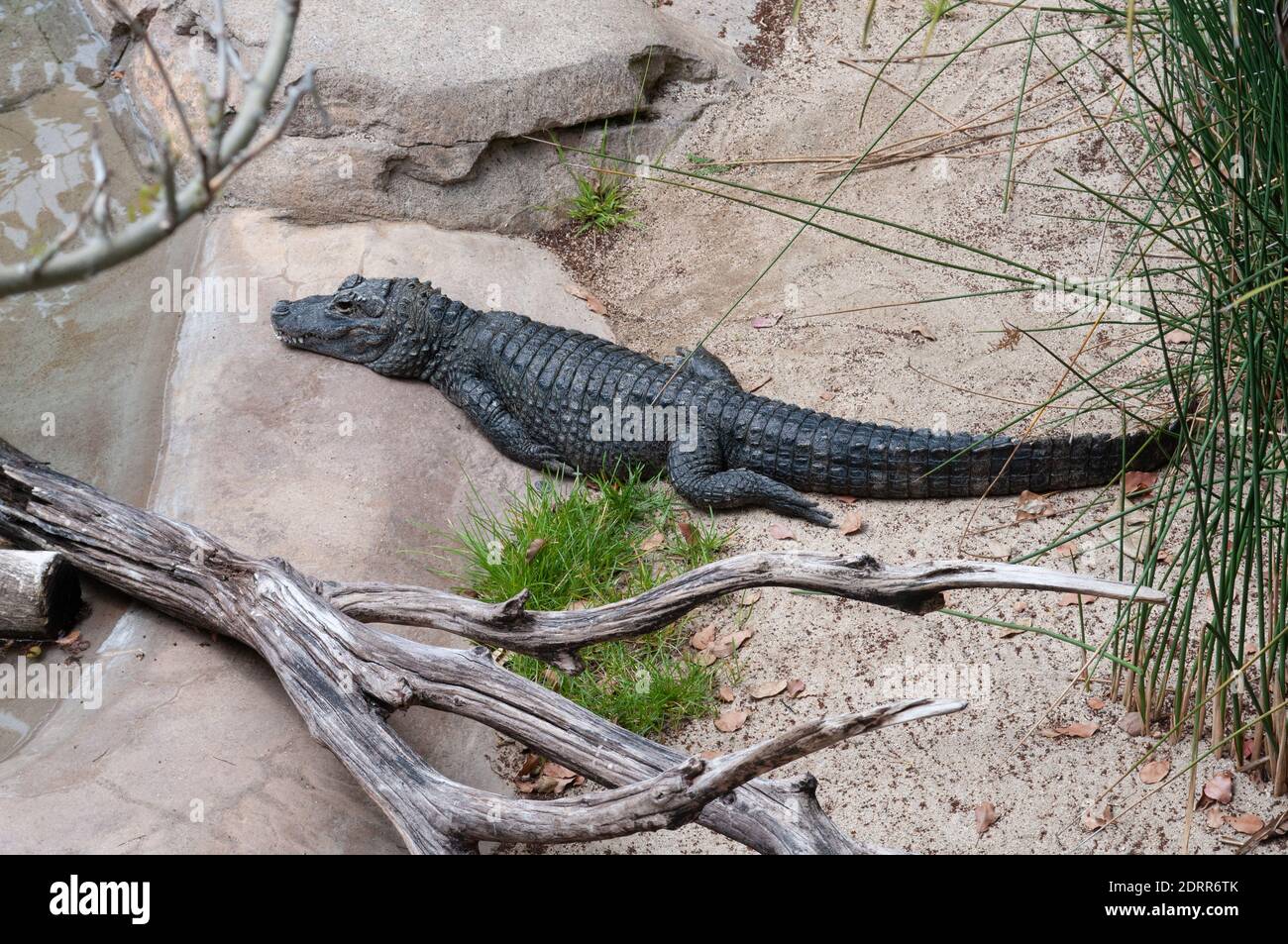 Alligator Walk High Resolution Stock Photography and Images - Alamy
