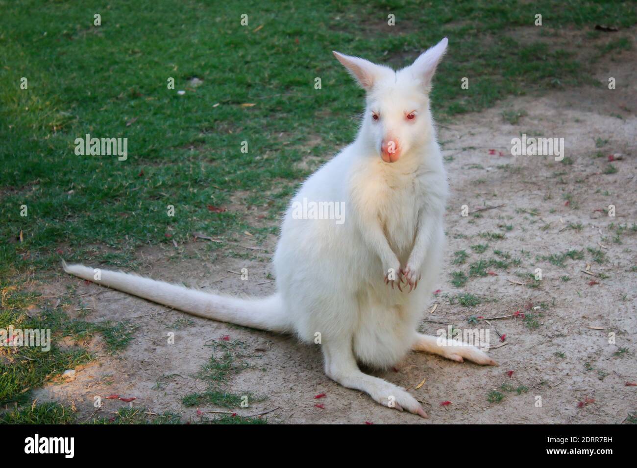 Dwarf Kangaroo High Resolution Stock Photography and Images - Alamy
