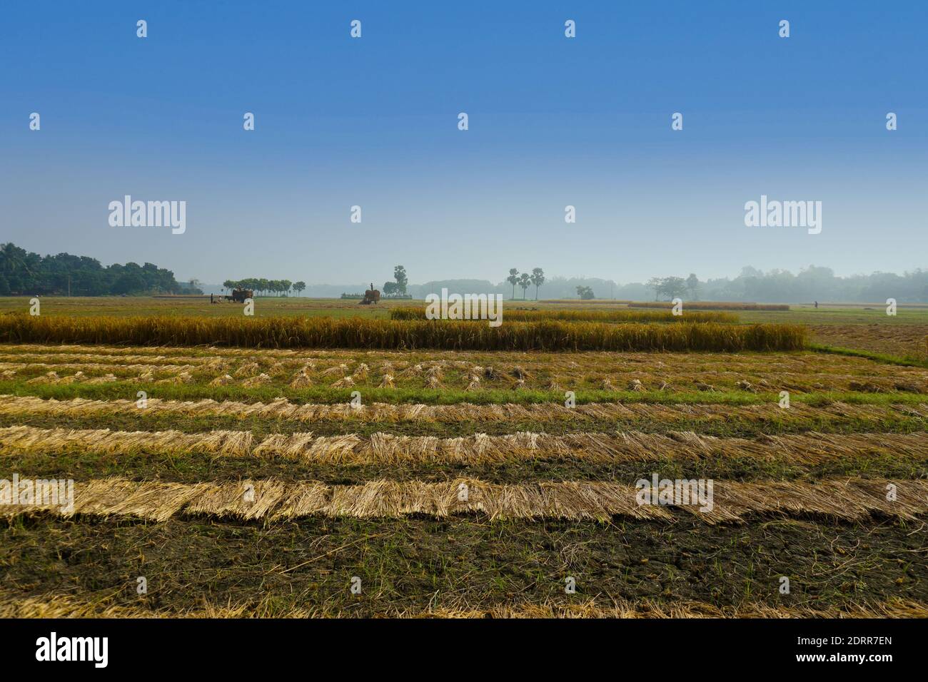 Cutting paddy on the land. A beautiful landscape on the Bangladesh ...