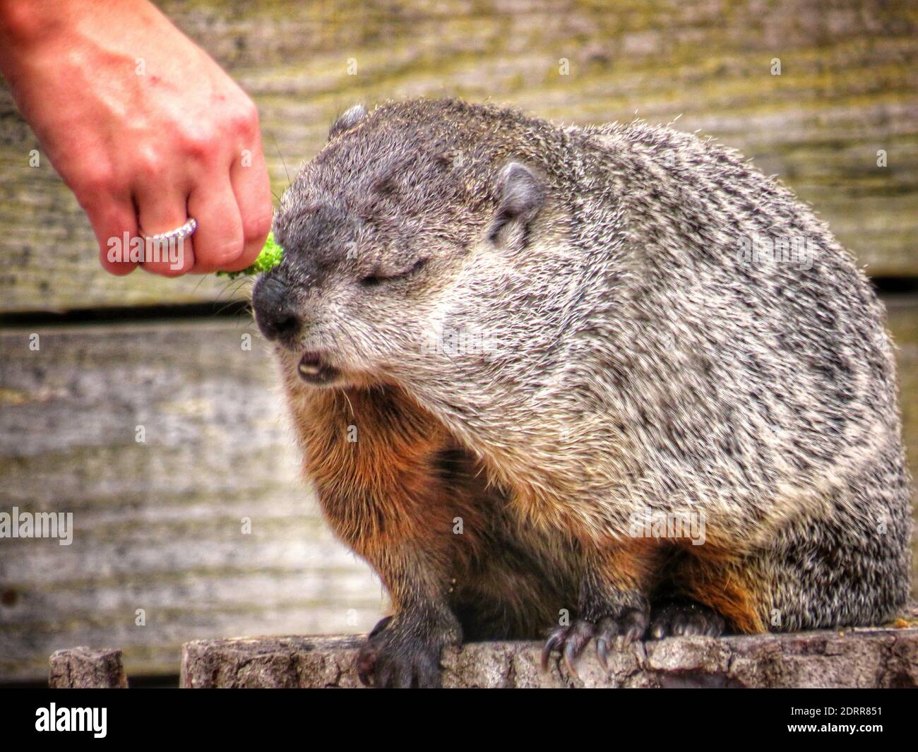 Wild animals eating human food hi-res stock photography and images - Alamy