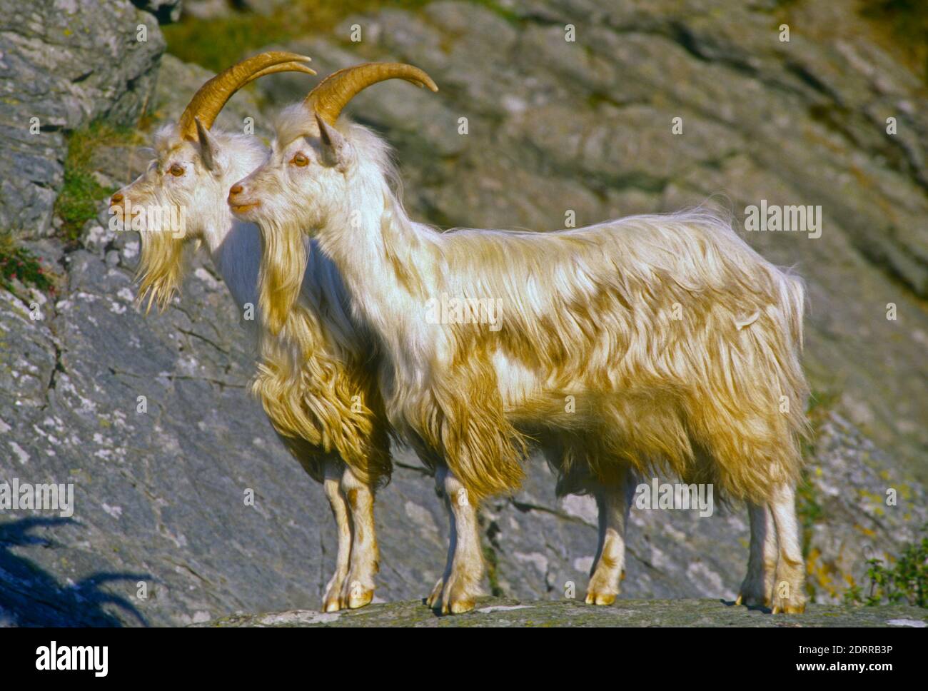 Feral goats hi-res stock photography and images - Alamy