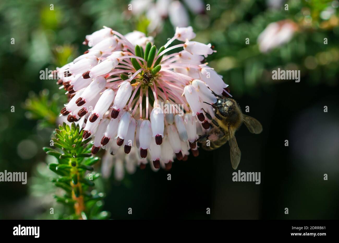 A selective focus shot of a bee collecting pollen from Mediterranean ...