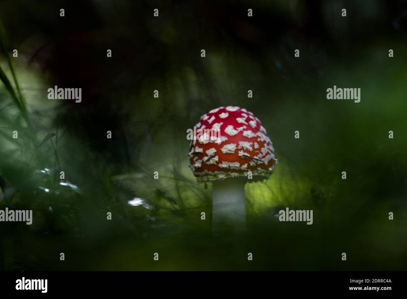 Dark red fungi hi-res stock photography and images - Alamy