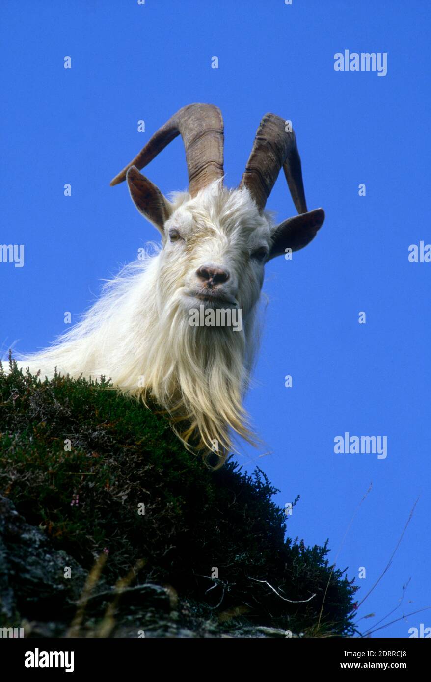 Feral goat, Carradale Bay, Scotland Stock Photo - Alamy