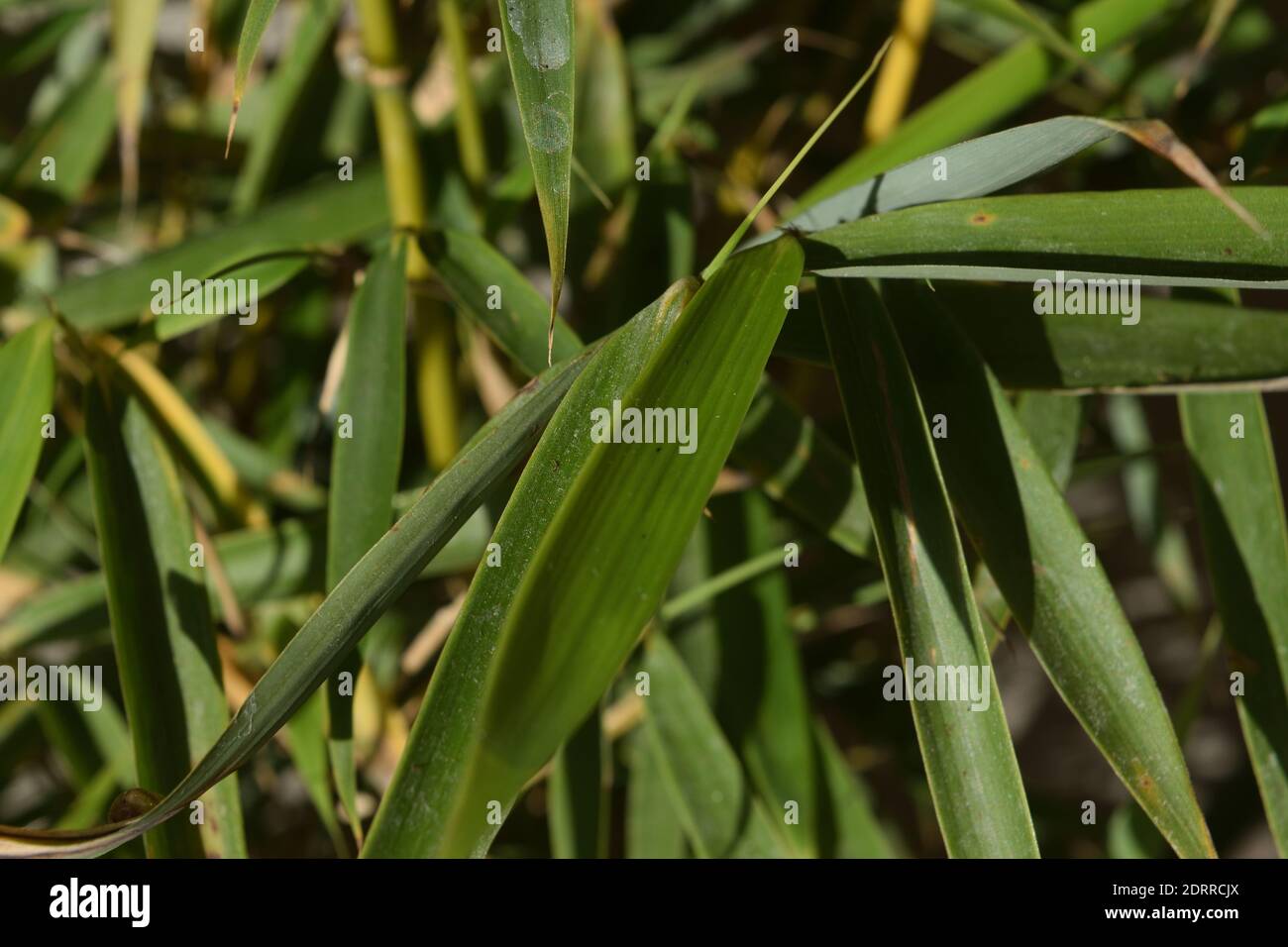 Close-up of a particular variety of bamboo called Fargesia rufa Green ...