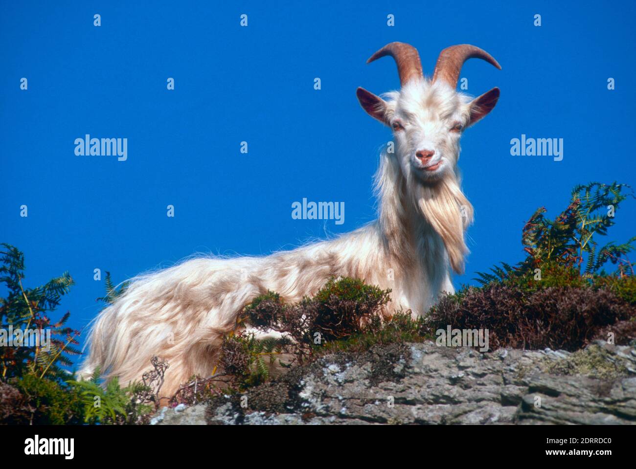 Feral goat hi-res stock photography and images - Alamy