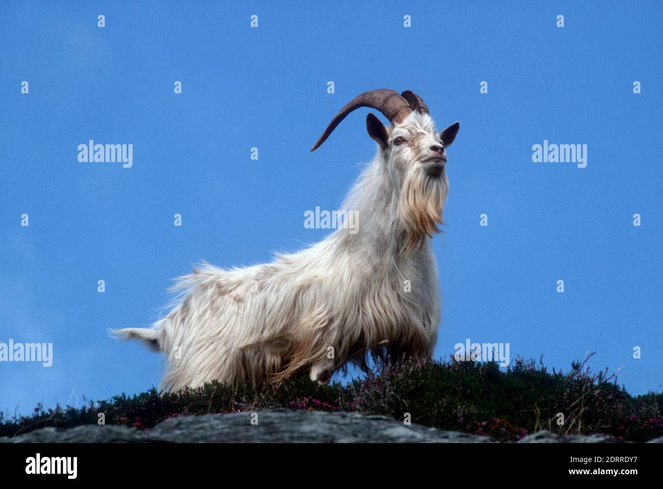 Feral goat, Carradale Bay, Scotland Stock Photo - Alamy