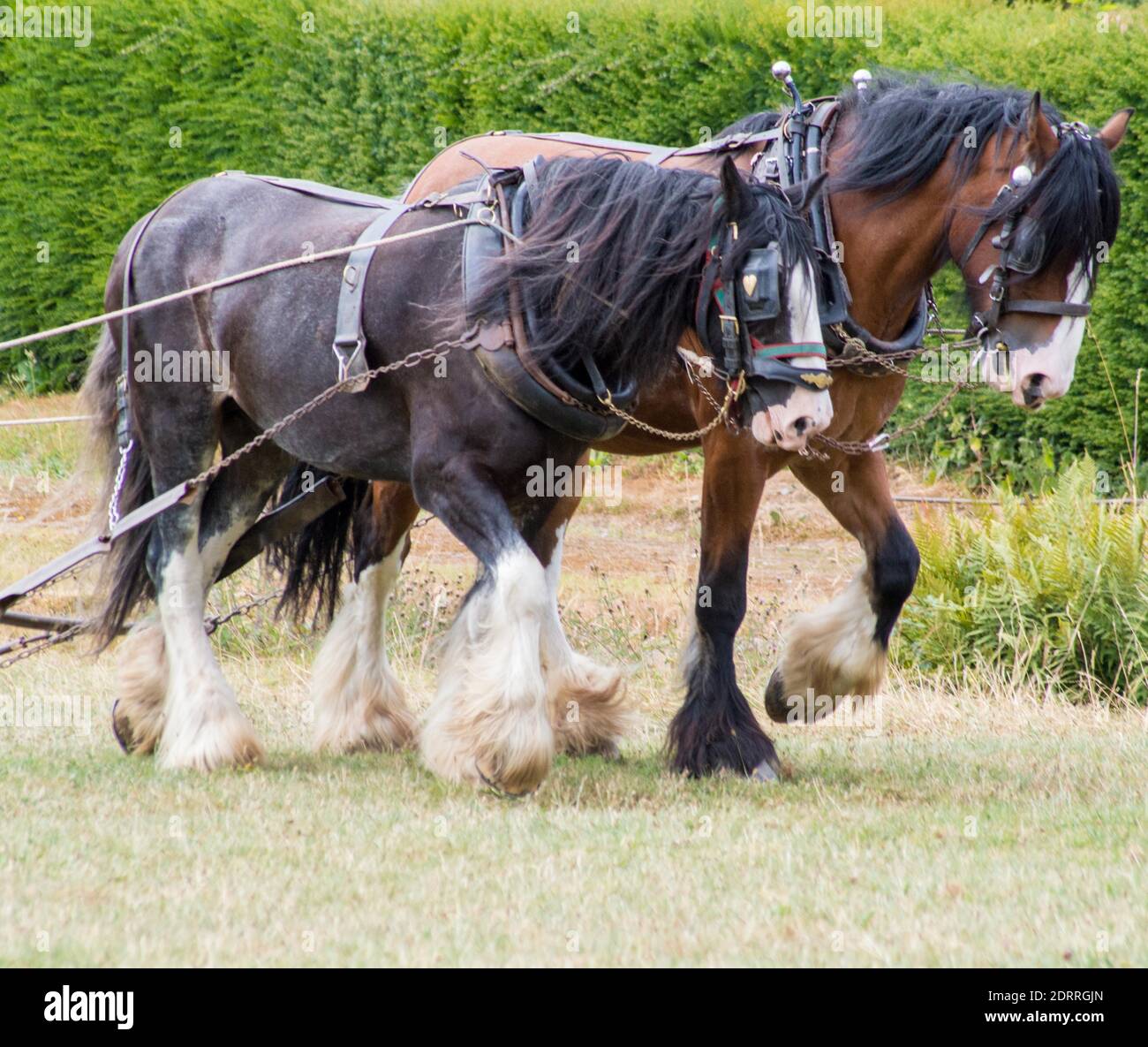 Group of shire horses hi-res stock photography and images - Alamy
