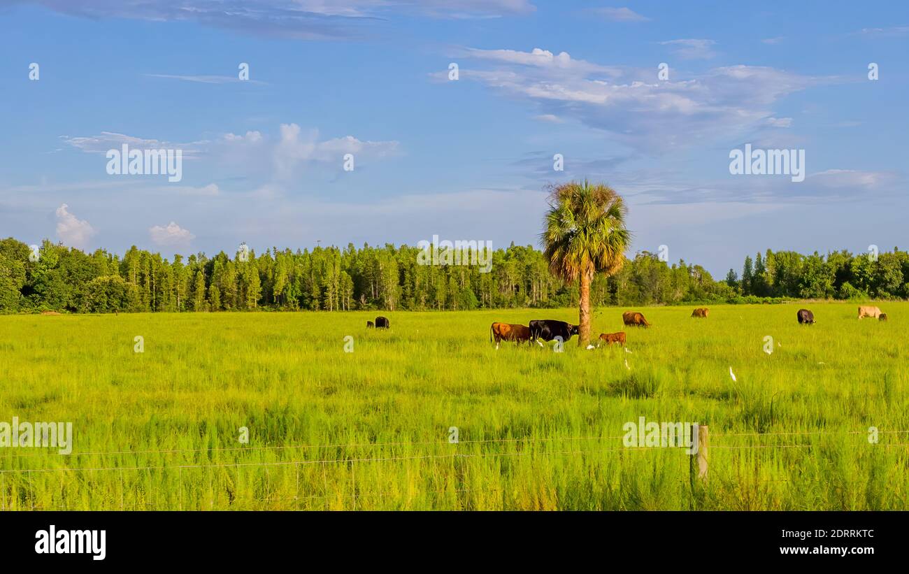 Wesley chapel and florida hi-res stock photography and images - Alamy