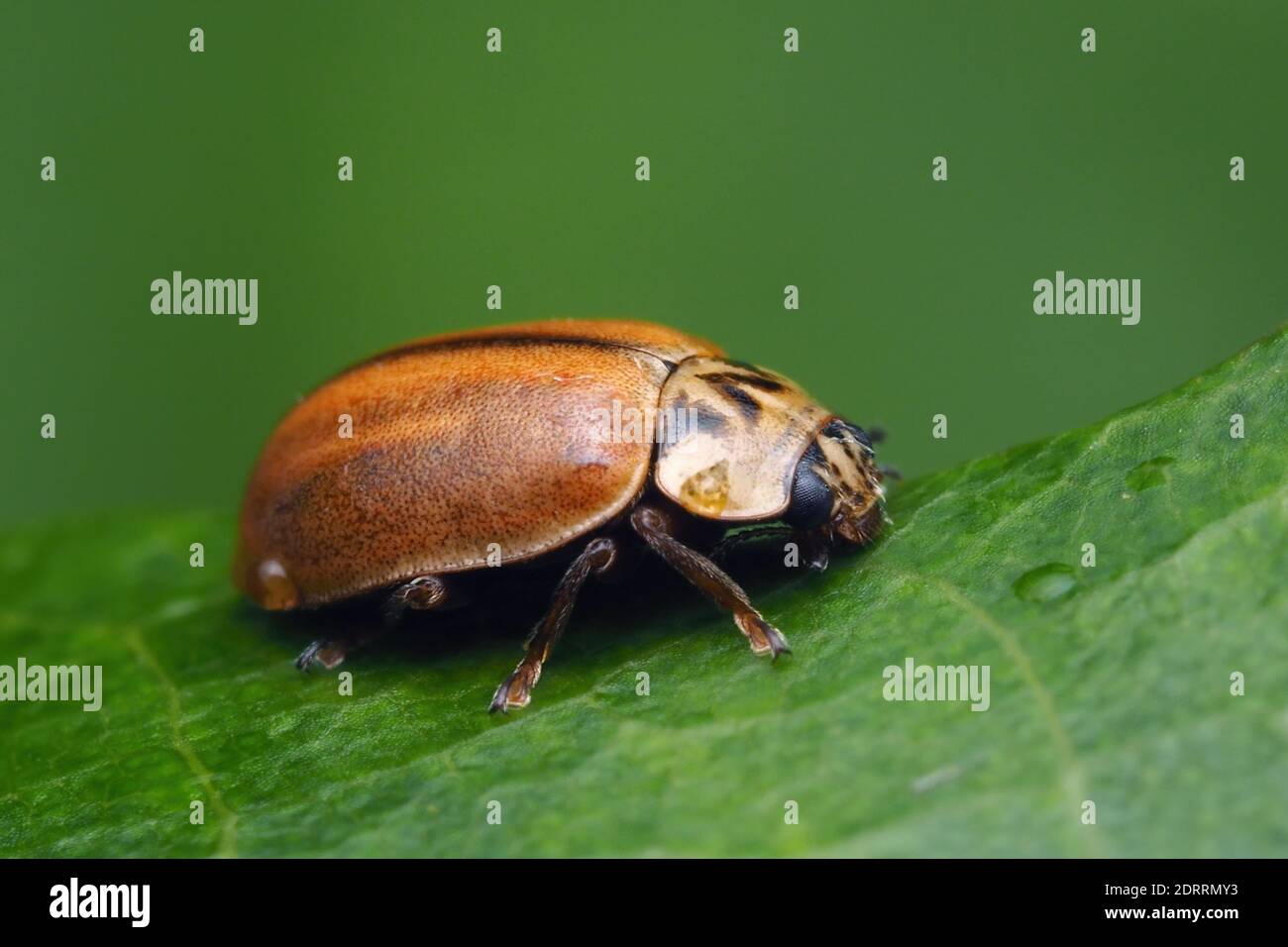 Larch ladybird at rest on oak leaf hi-res stock photography and images ...