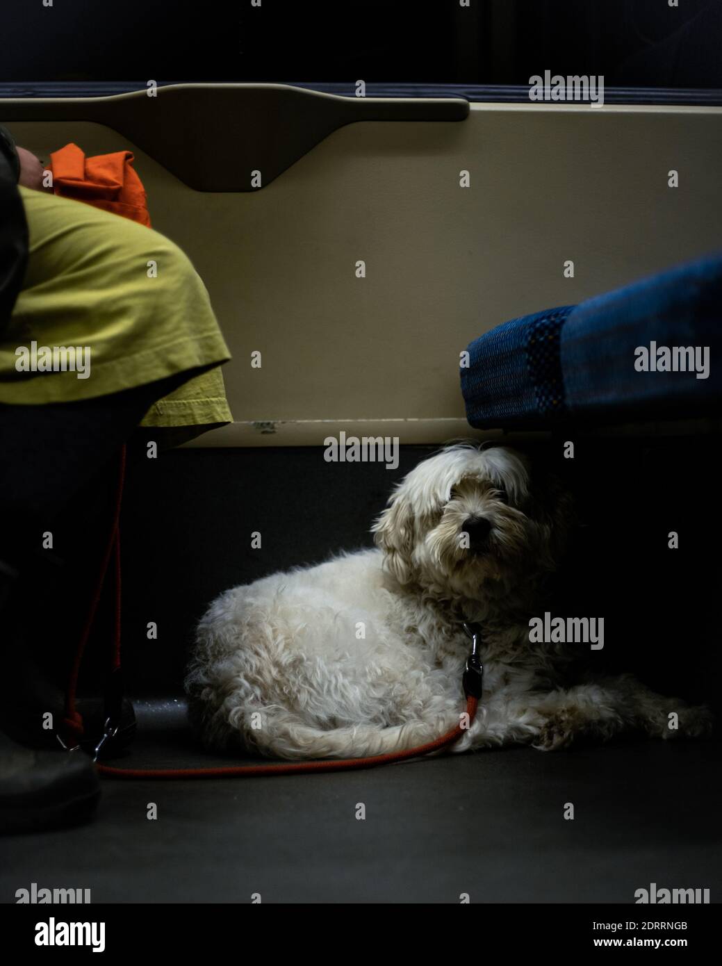 A closeup of a dog on a leash sitting in a train Stock Photo - Alamy