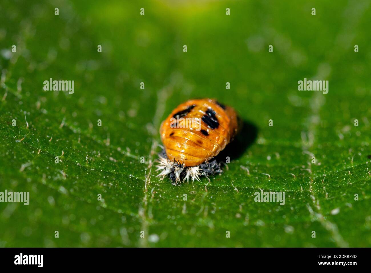 Larva and pupa on a leaf hi-res stock photography and images - Alamy