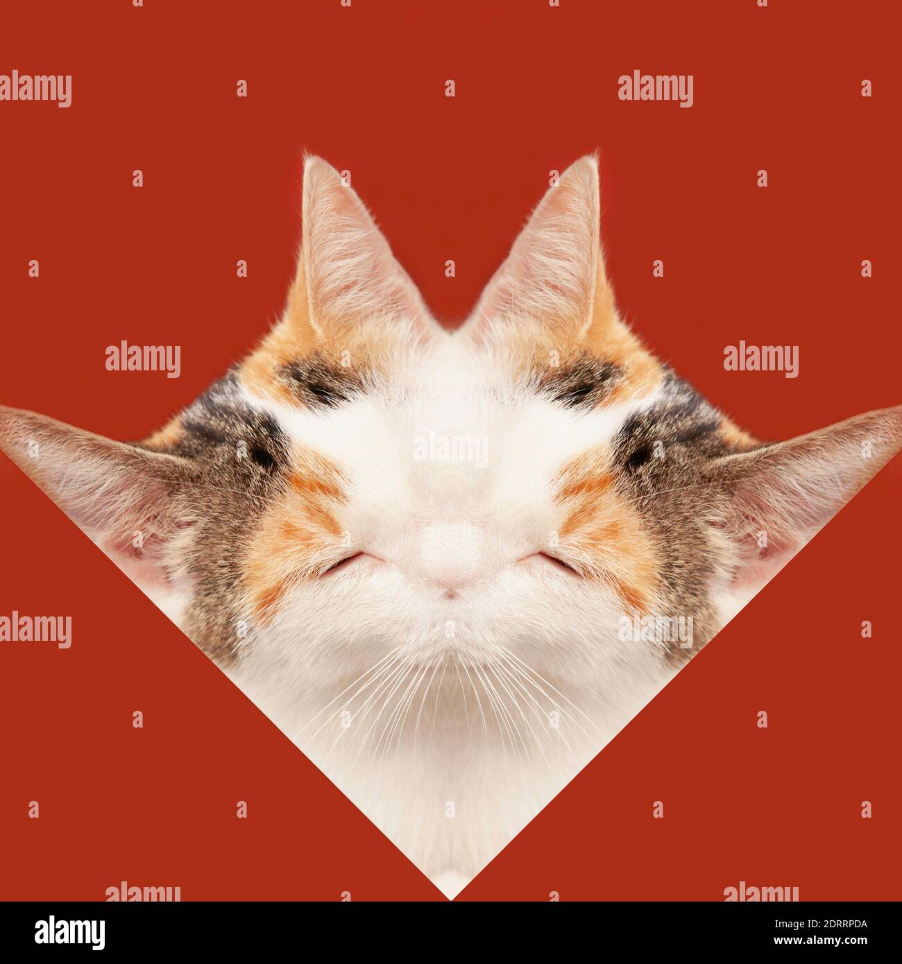 Alien cat with four ears, one small nose, one mouth and three colors ...