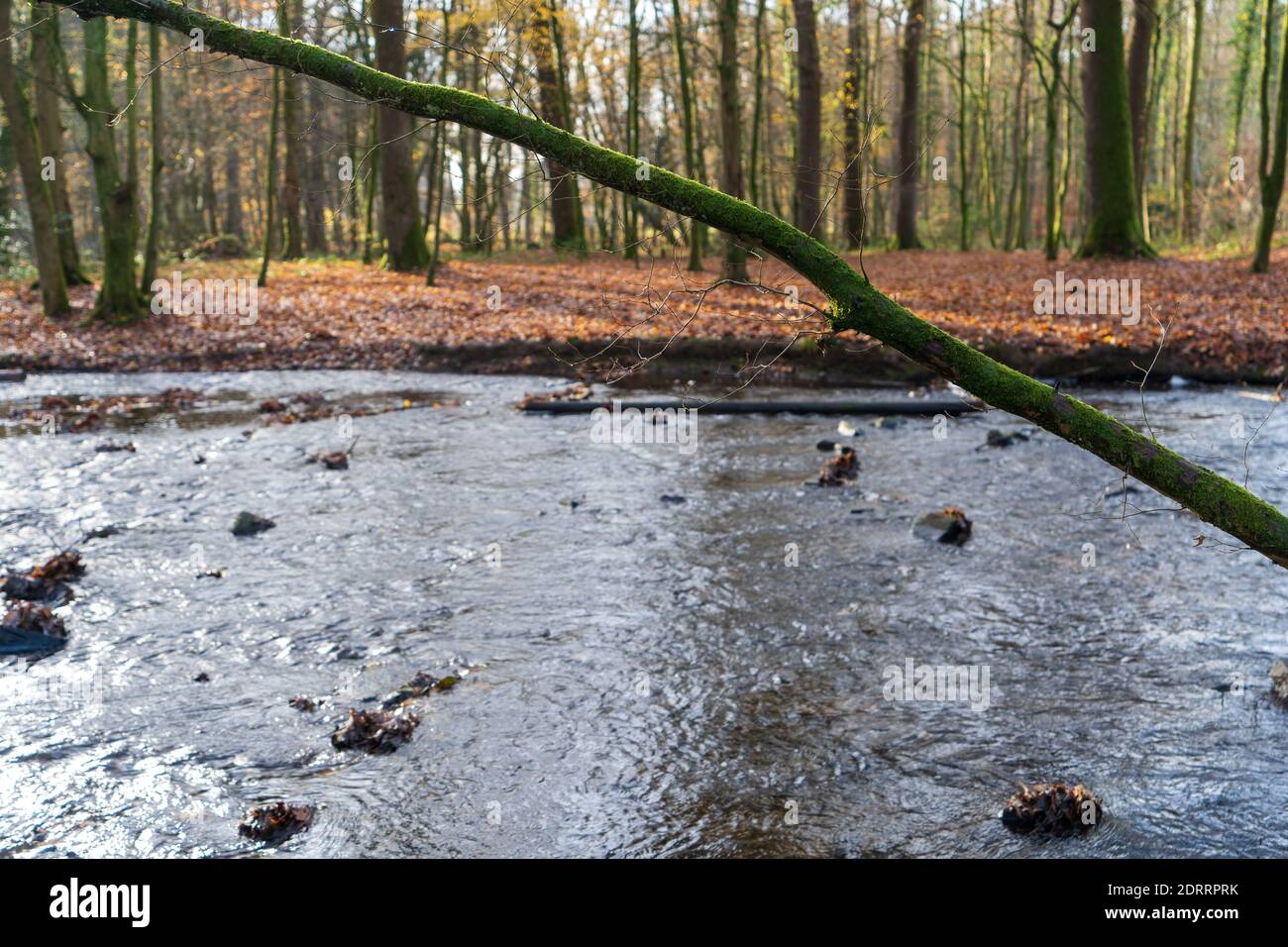 Sideways growing tree hi-res stock photography and images - Alamy